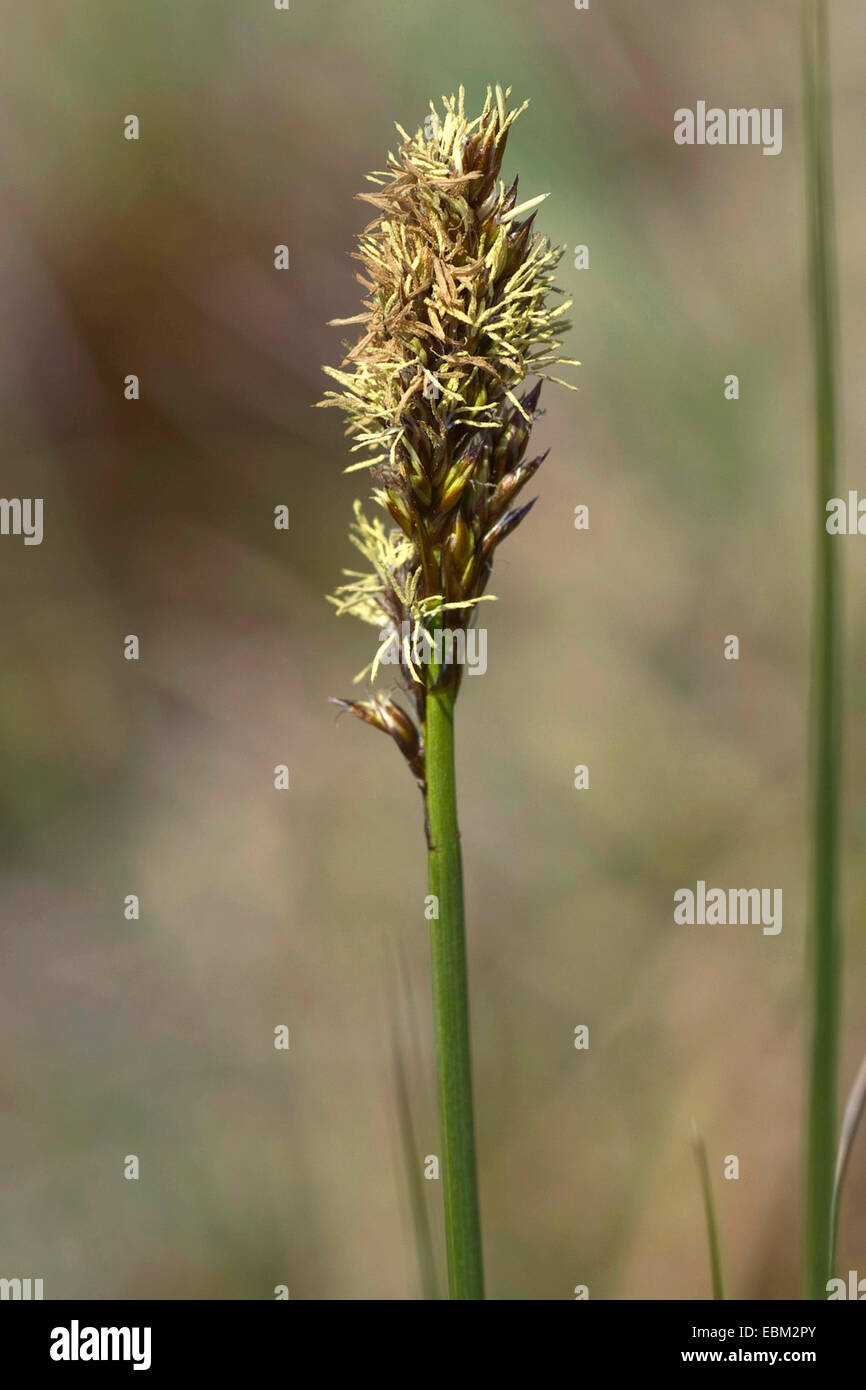 Slender tussock sedge hi-res stock photography and images - Alamy