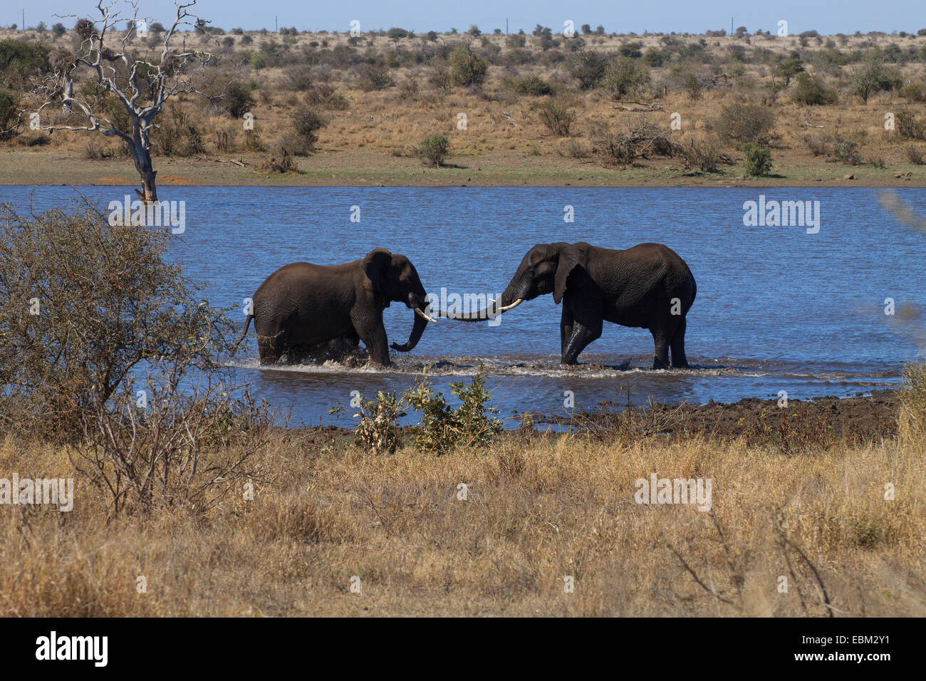 Elephants fight hi-res stock photography and images - Alamy
