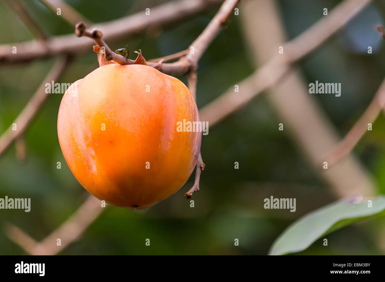 A fruit of persimmon in a beautiful orange color Stock Photo - Alamy