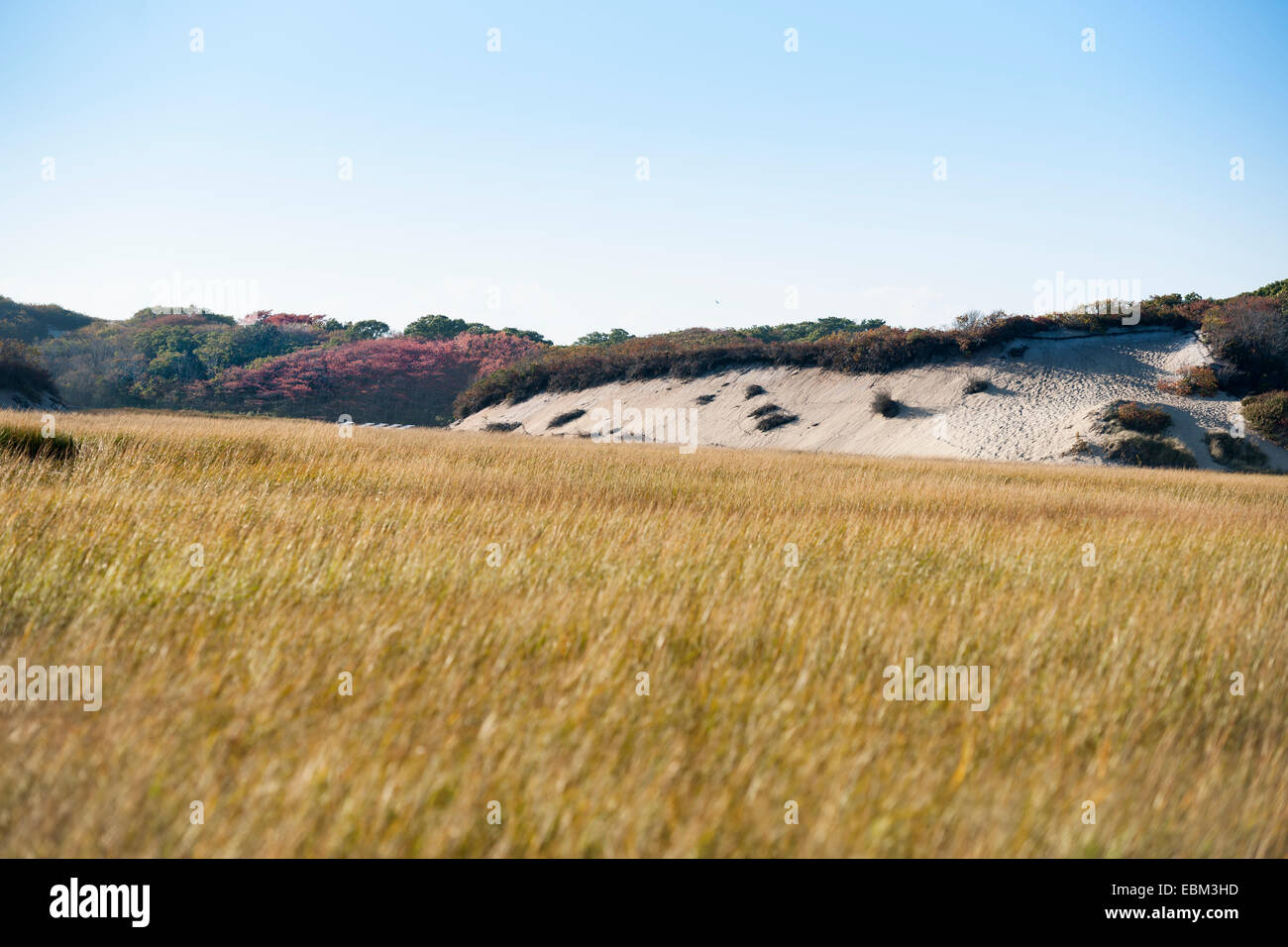 Light catches the bent reeds in Long Point Marsh, Massachusetts ...