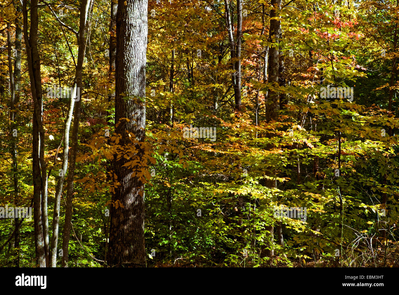 A forest in Brown County Indiana with fall foliage Stock Photo - Alamy