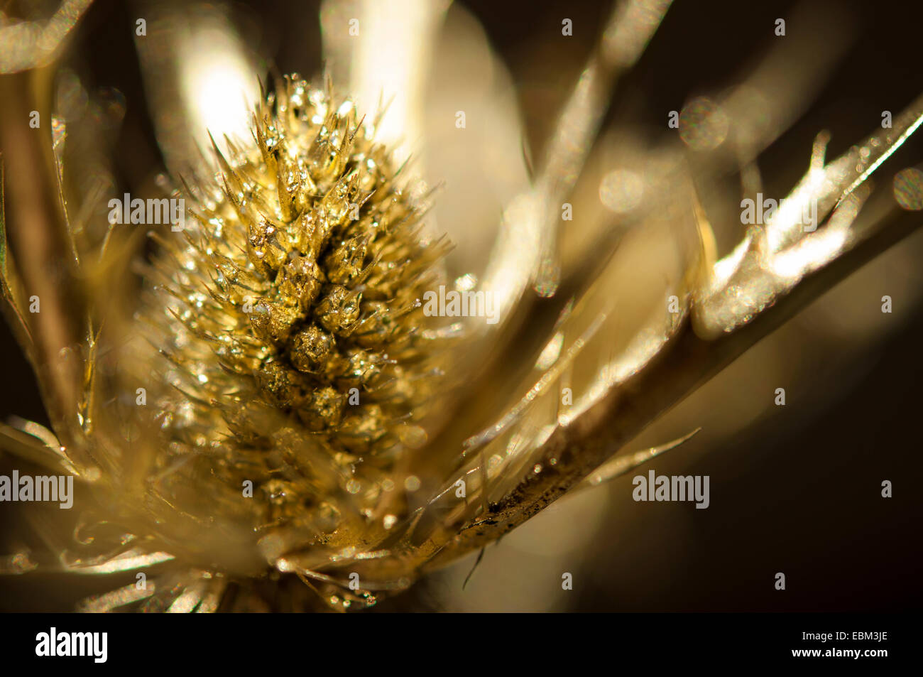 Gold sprayed Sea Holly (Eryngium) flower head Stock Photo - Alamy