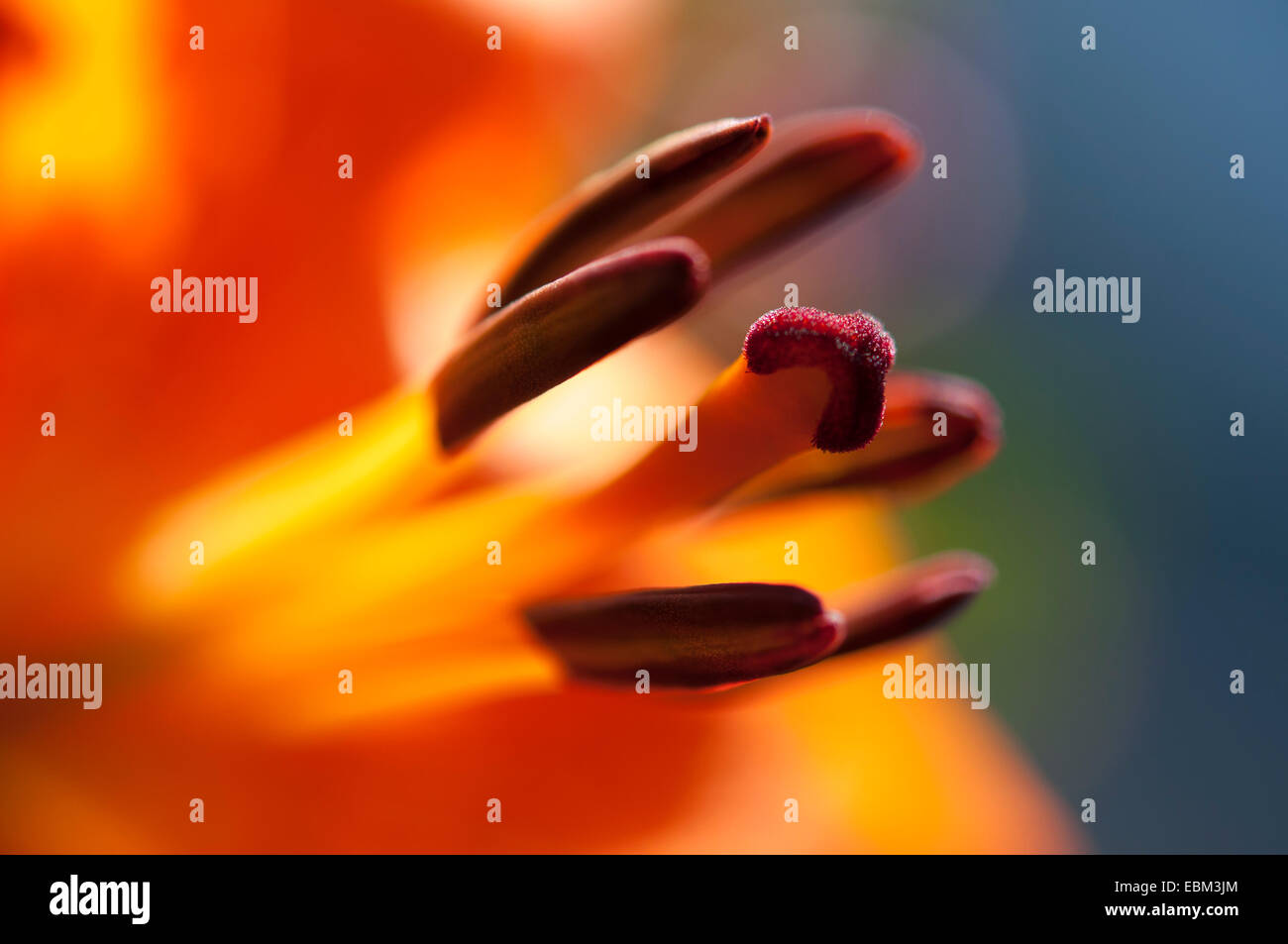 Deep orange Lily flower in close up with stamen and Anthers. Vivid ...