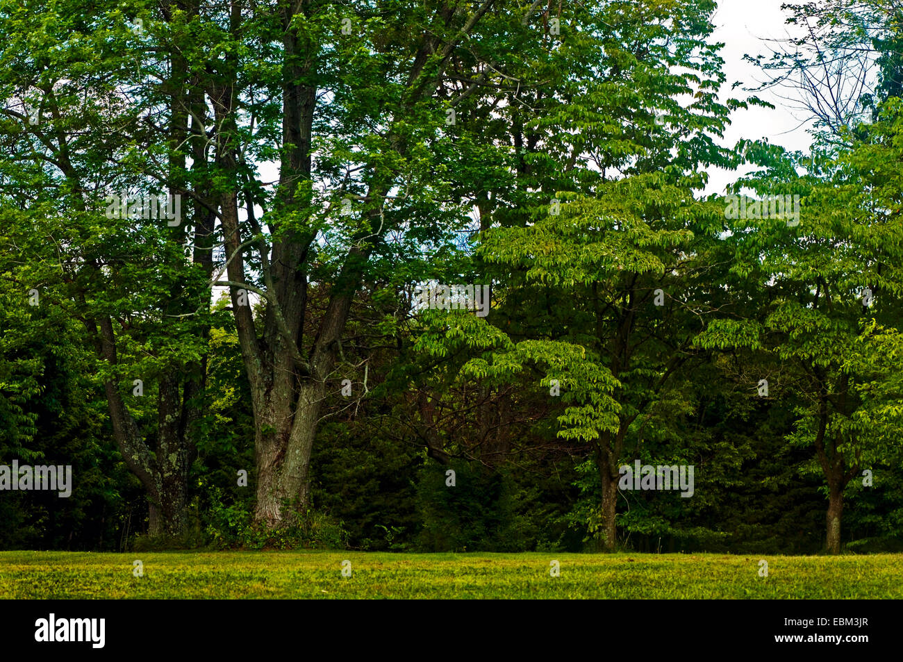 Mowed lawn and tree line in a backyard in the summer full of lush green ...