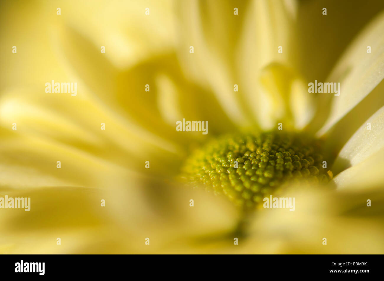 Soft yellow Chrysanthemum flower in close up. Shallow depth of field ...