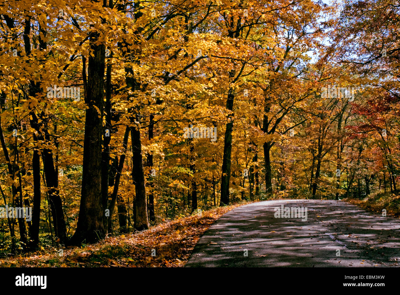 Fall foliage trees indiana county hi-res stock photography and images ...