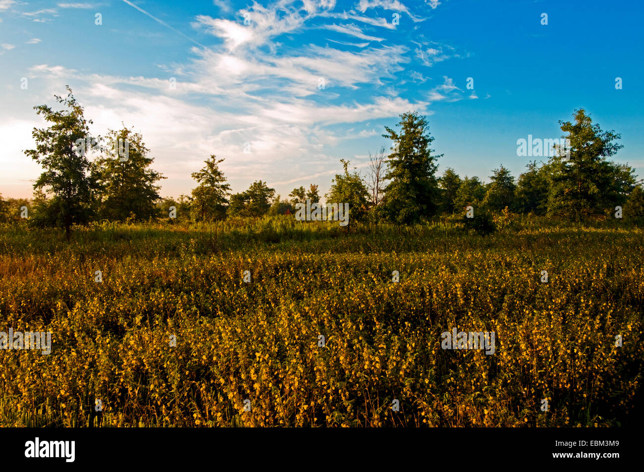 Indiana wild flowers hi-res stock photography and images - Alamy