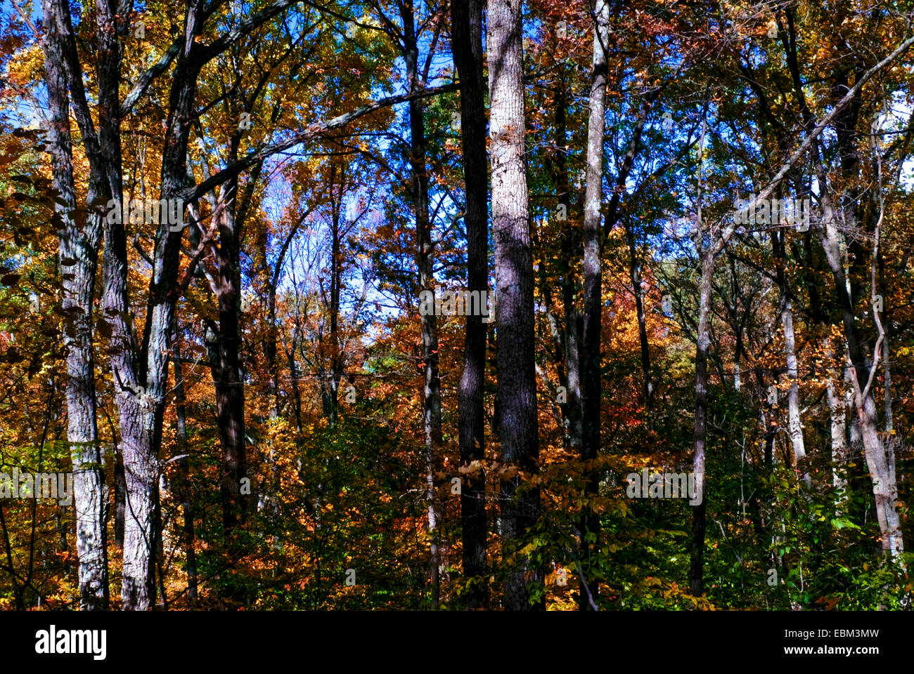 A forest in Brown County Indiana with fall foliage Stock Photo - Alamy