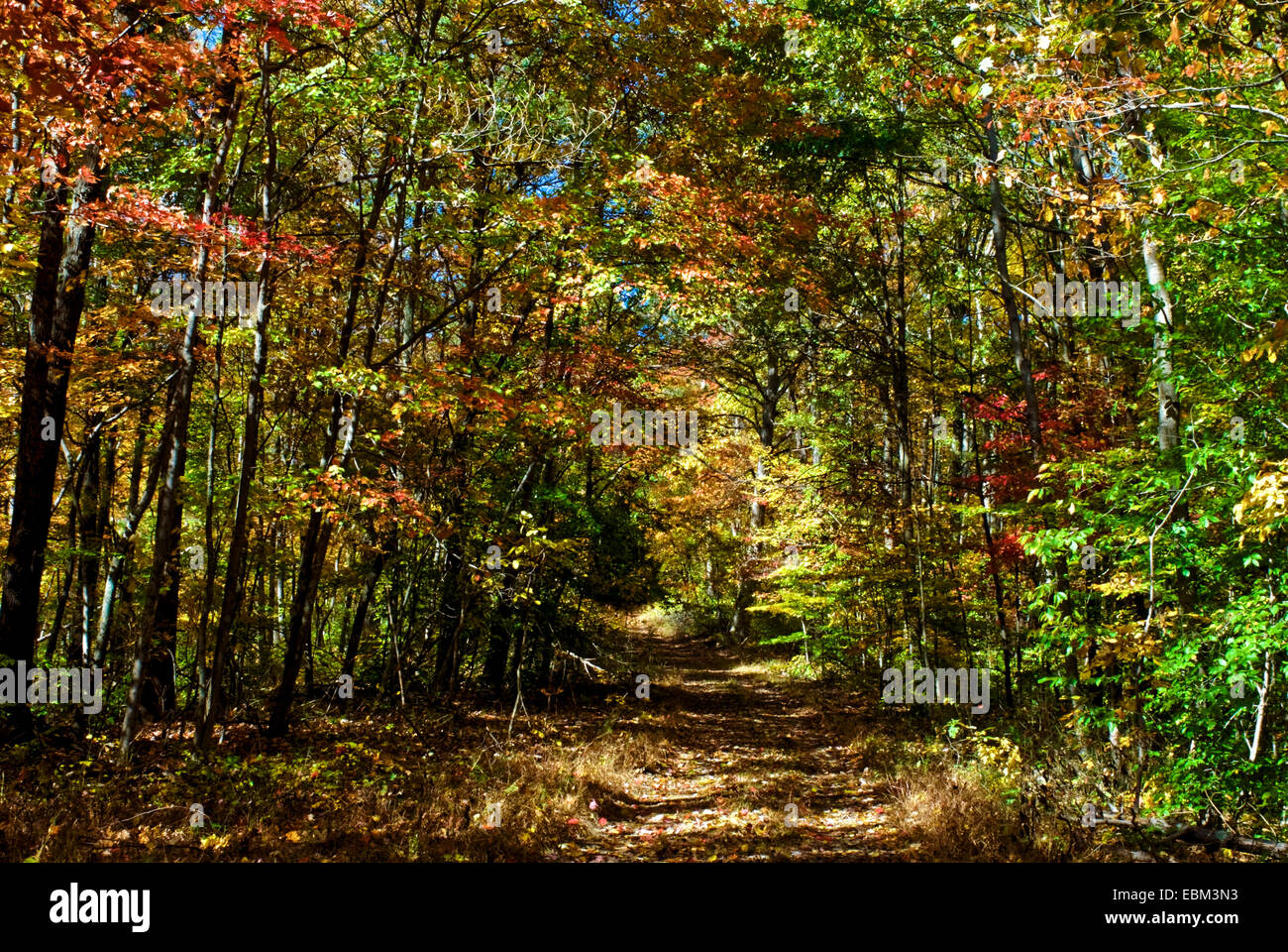 A forest in Brown County Indiana with fall foliage Stock Photo - Alamy
