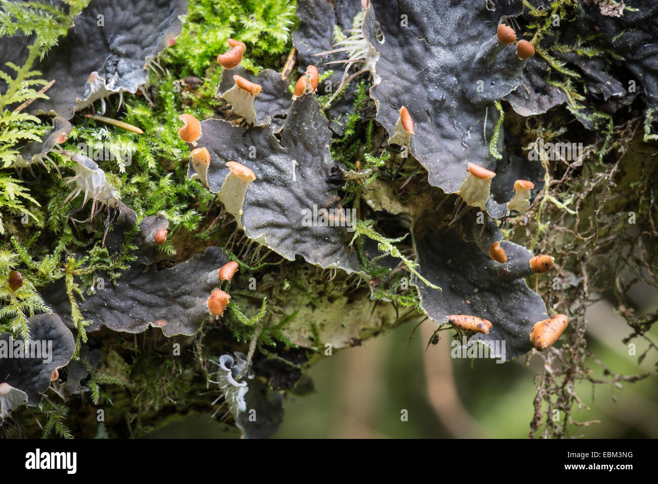 Dog Lichen ( Peltigera membranaceae) in Scottish Forest Stock Photo - Alamy