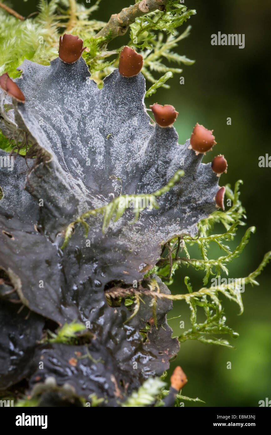 Dog Lichen ( Peltigera membranaceae) in Scottish Forest Stock Photo - Alamy