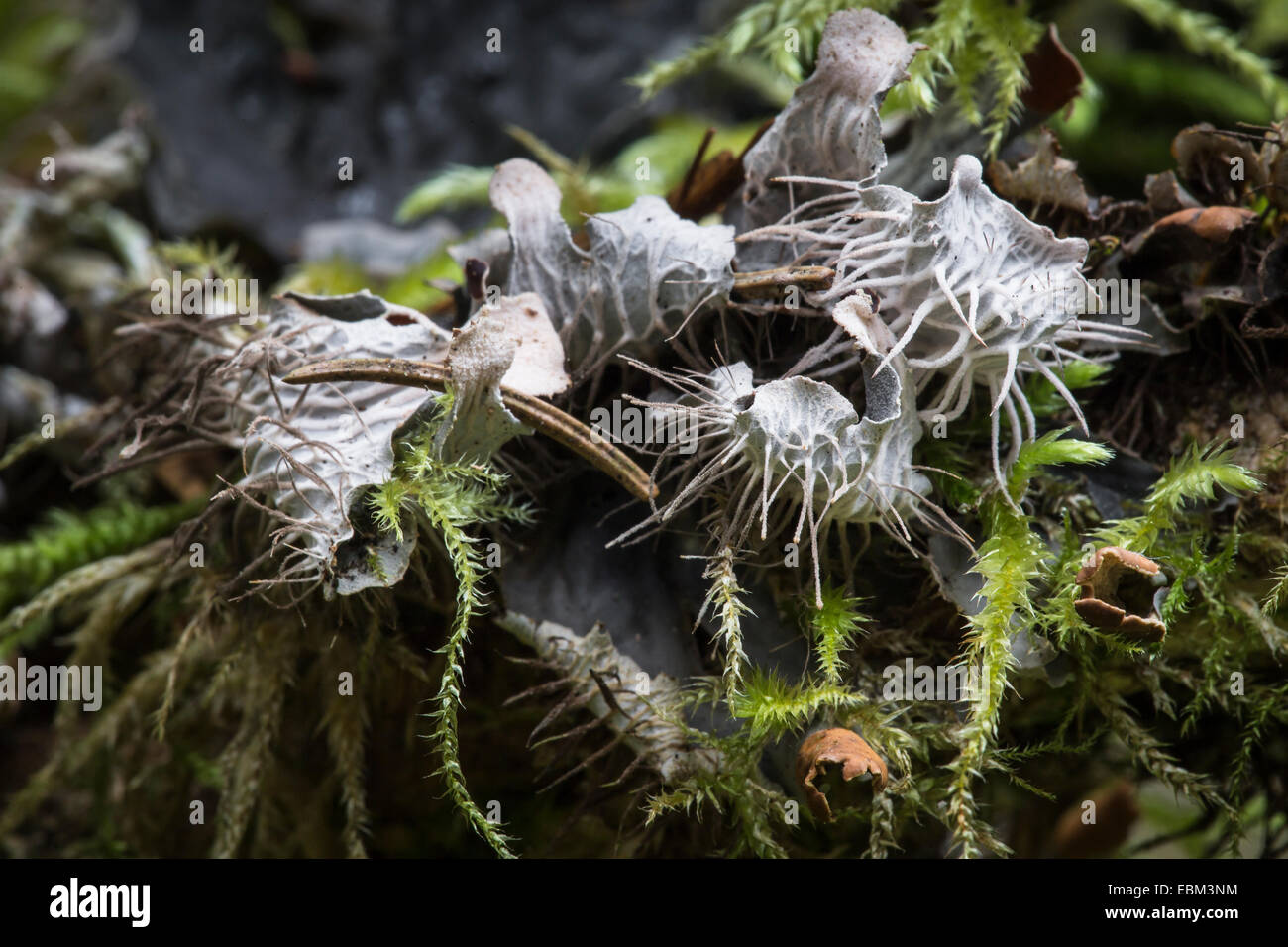 Dog Lichen ( Peltigera membranaceae) in Scottish Forest Stock Photo - Alamy