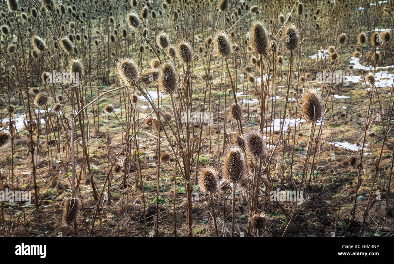 Field of Teasel at Muir of Dinnet in Scotland Stock Photo - Alamy