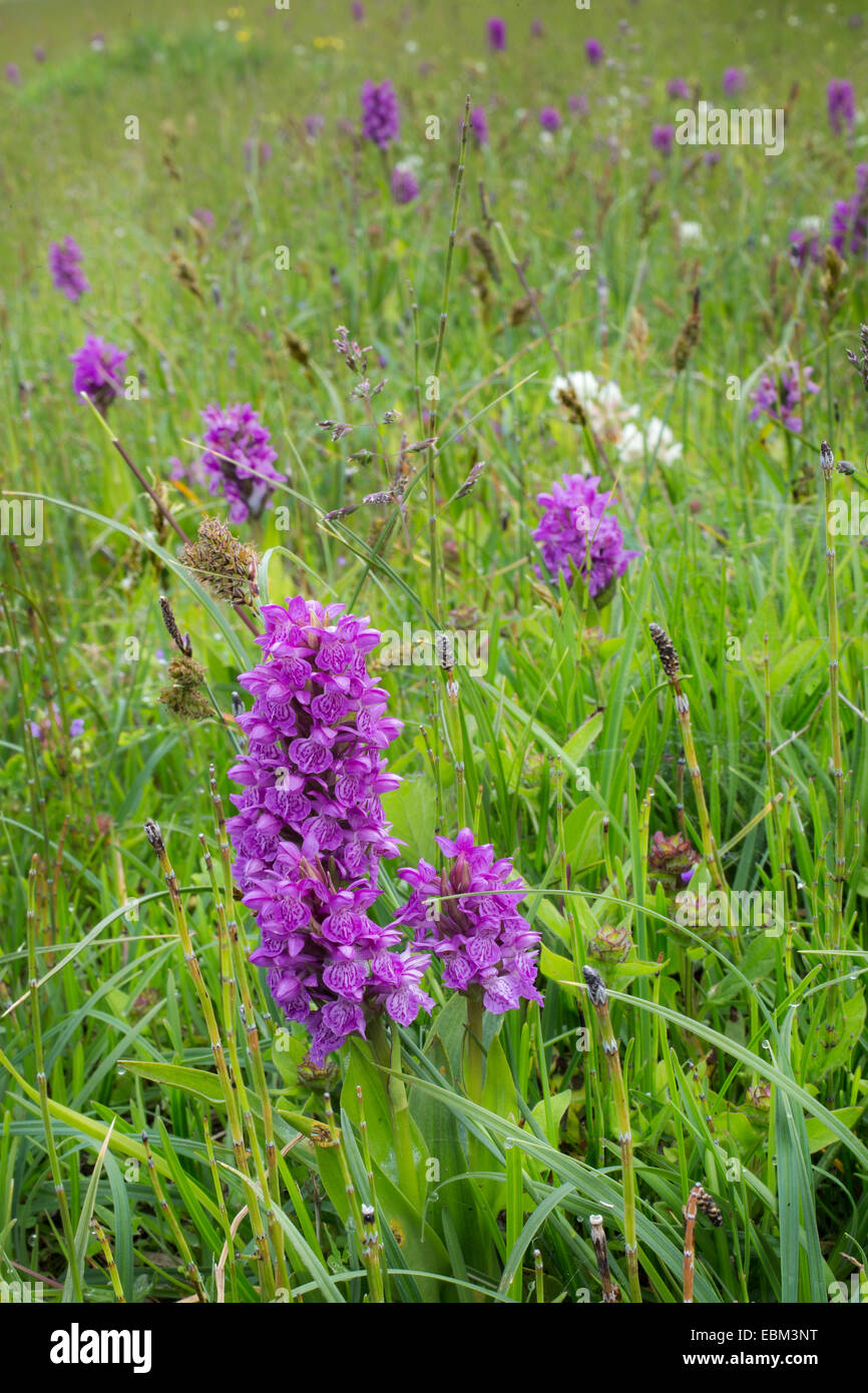Early Marsh Orchid In Scotland Stock Photo - Alamy