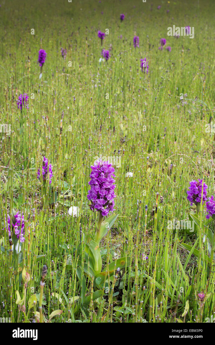 Early Marsh Orchid In Scotland Stock Photo - Alamy