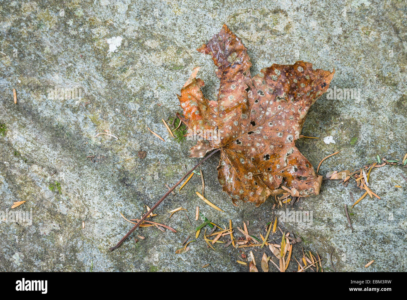 Leaf Mold High Resolution Stock Photography and Images - Alamy