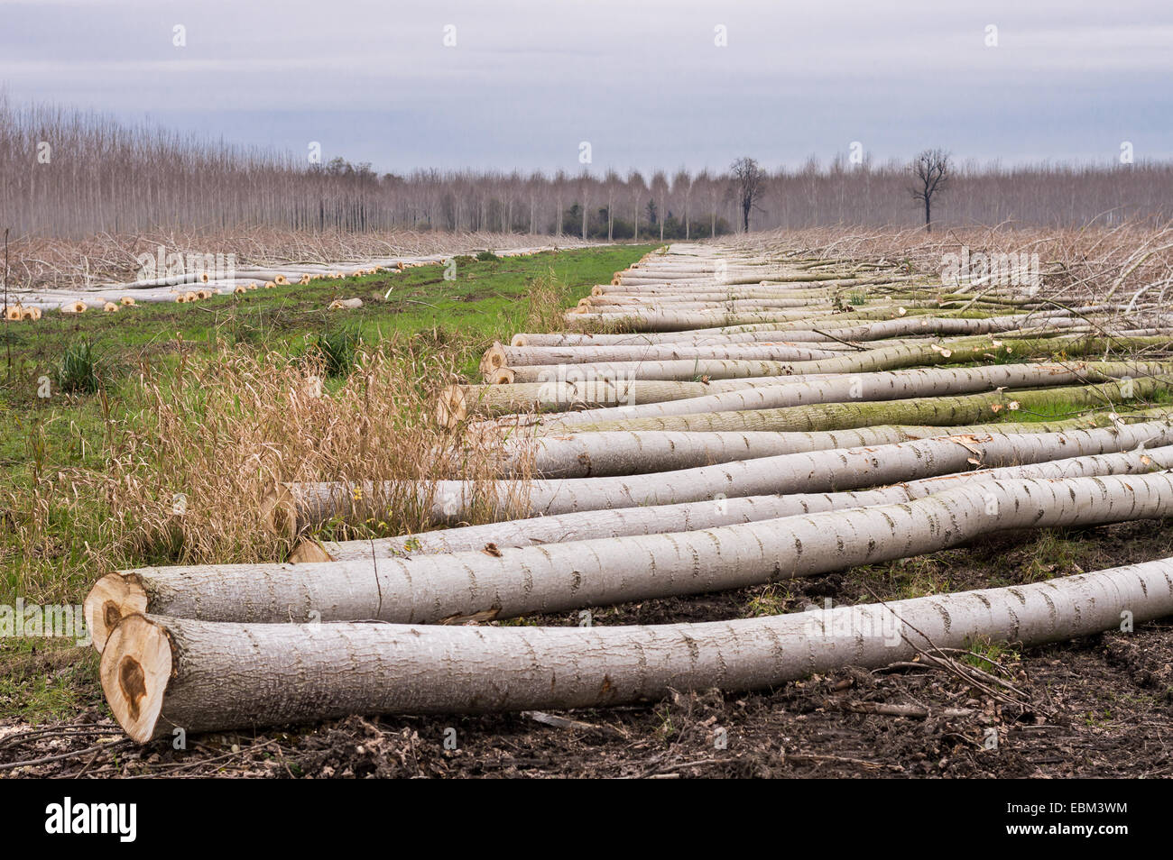 Cutting down trees for their wood hi-res stock photography and images ...