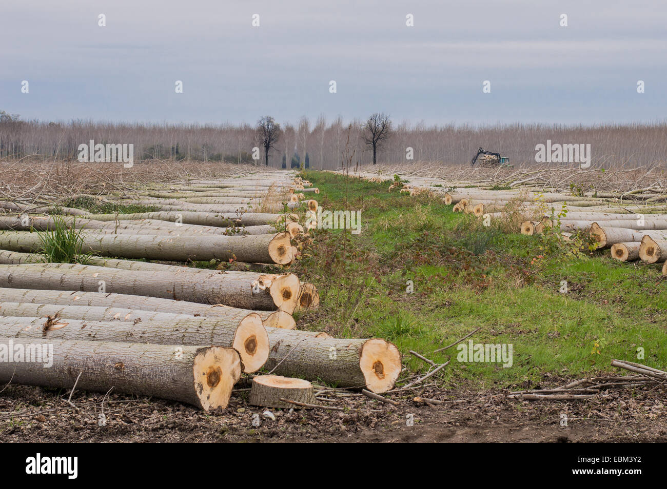 Cutting of poplars, two rows of trees cut Stock Photo - Alamy