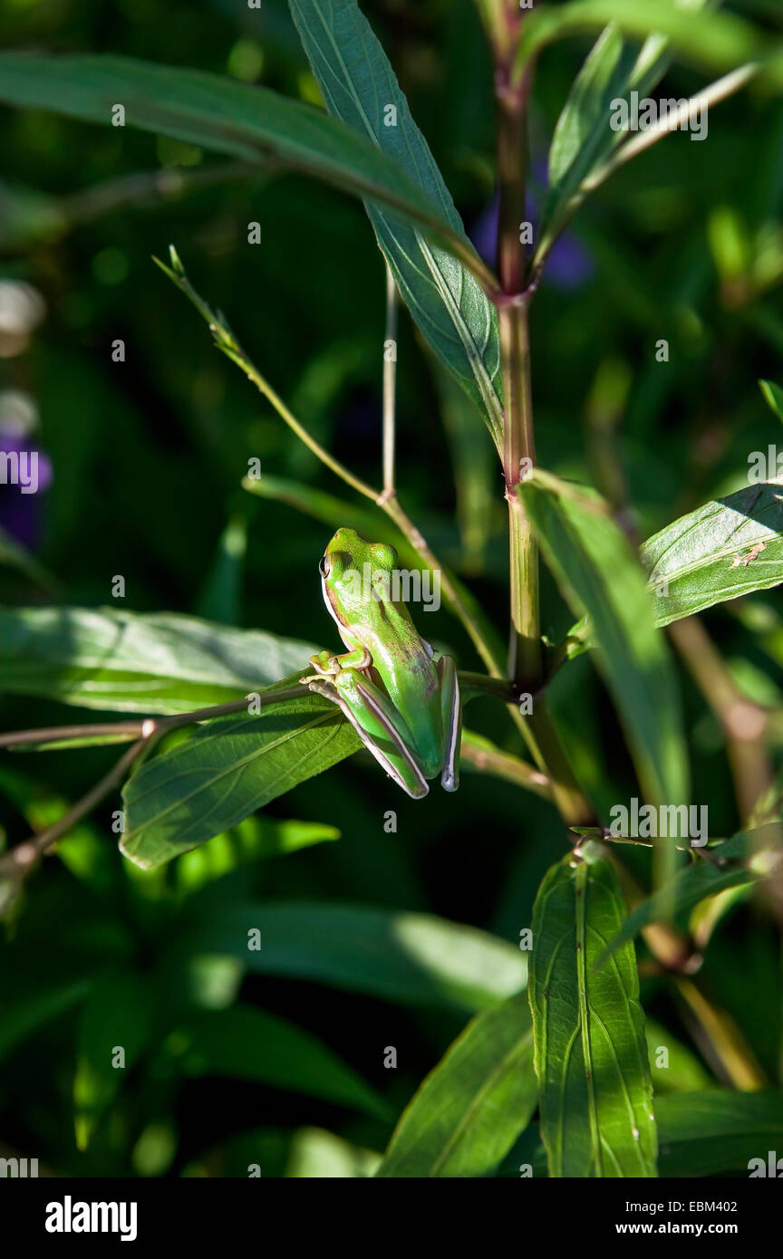 American green tree frog hi-res stock photography and images - Alamy