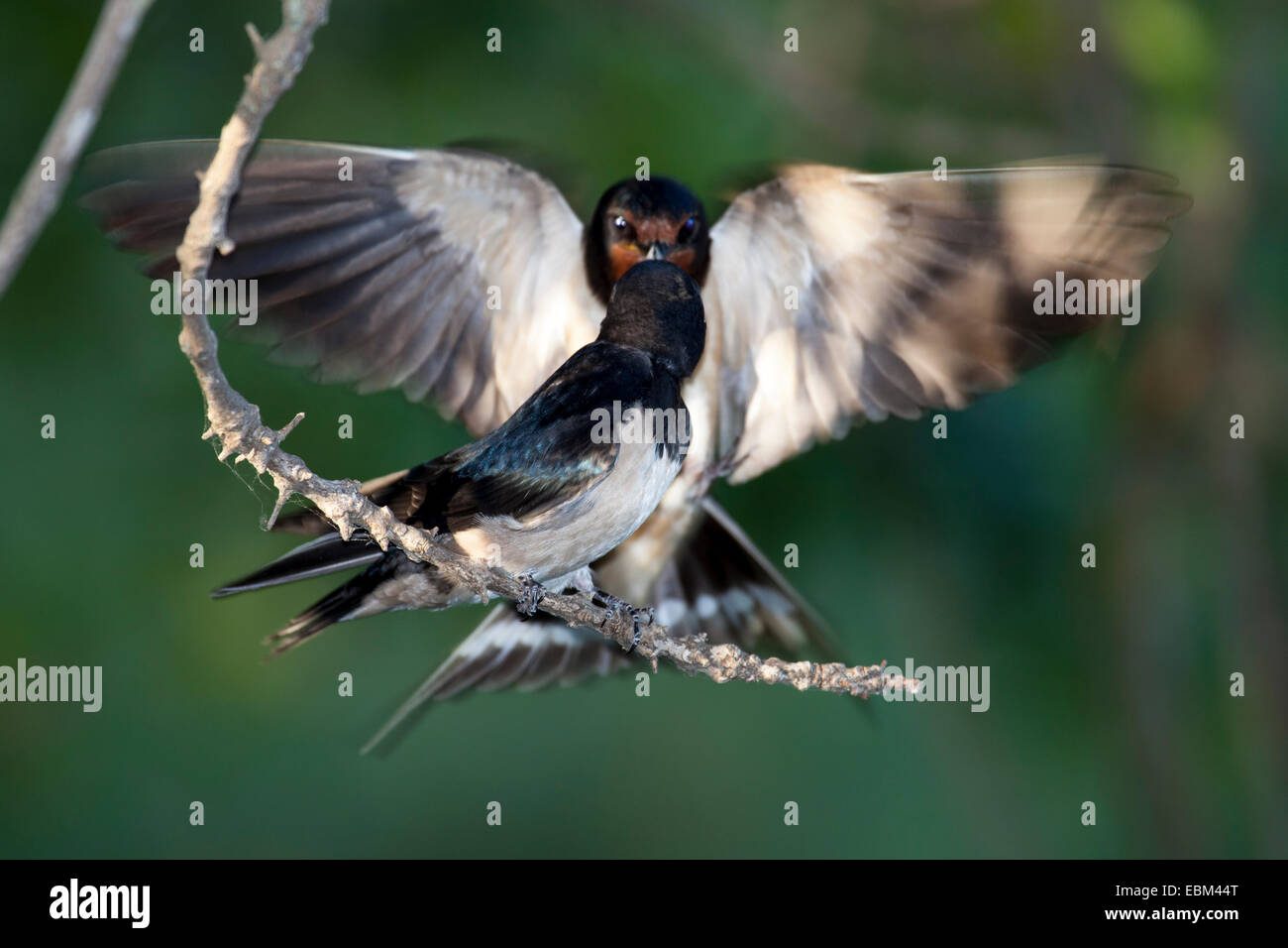 Barn swallow flight hi-res stock photography and images - Alamy