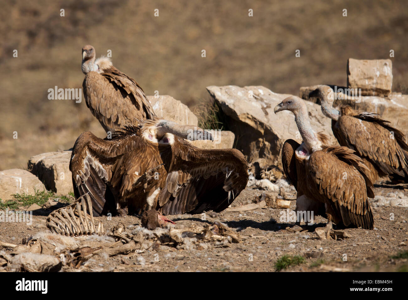 Vultures Feeding High Resolution Stock Photography and Images - Alamy