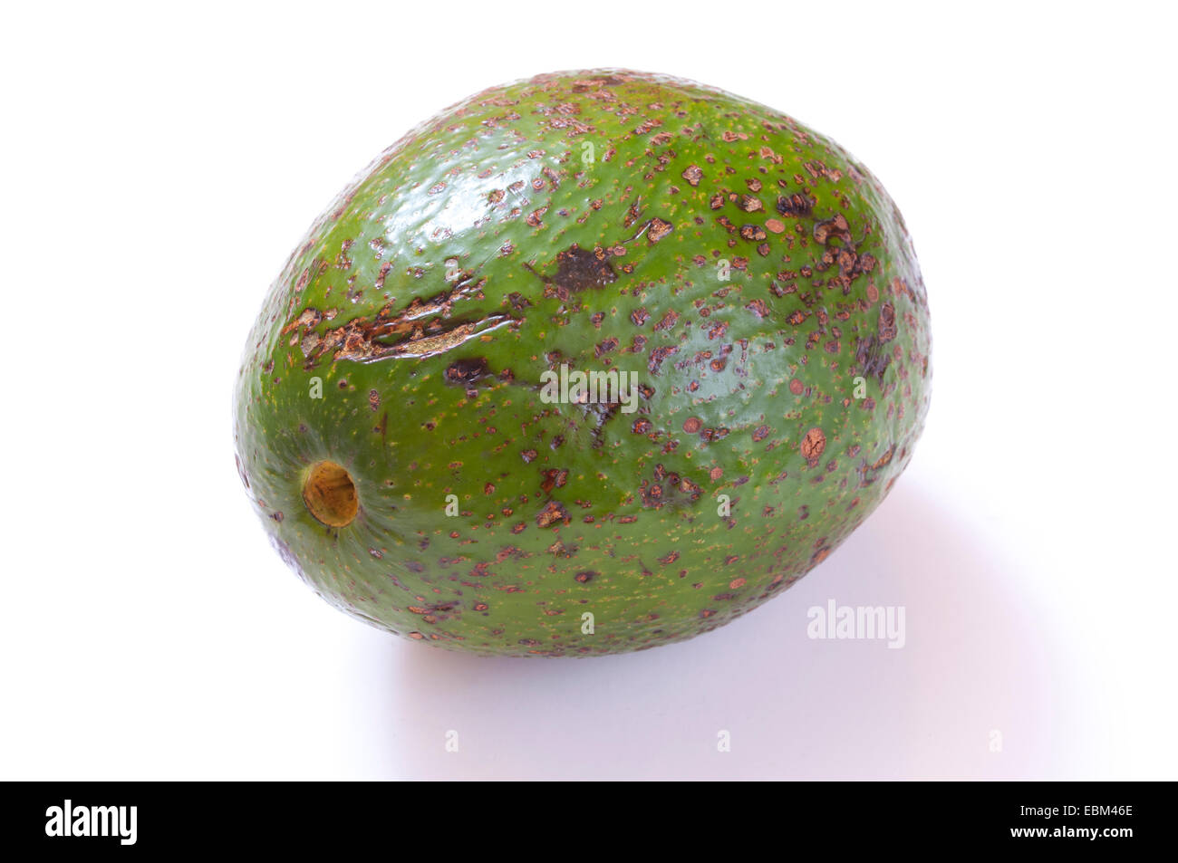 Large ripe green smooth skin avocado from southern Mexico on white ...