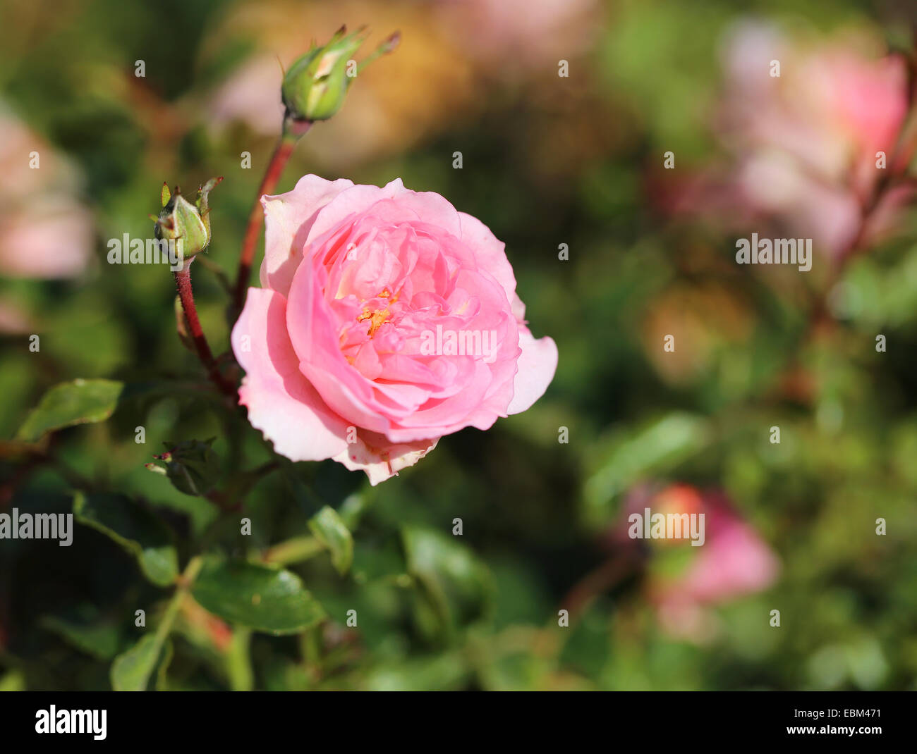 Beautiful rose garden is photographed close up Stock Photo - Alamy