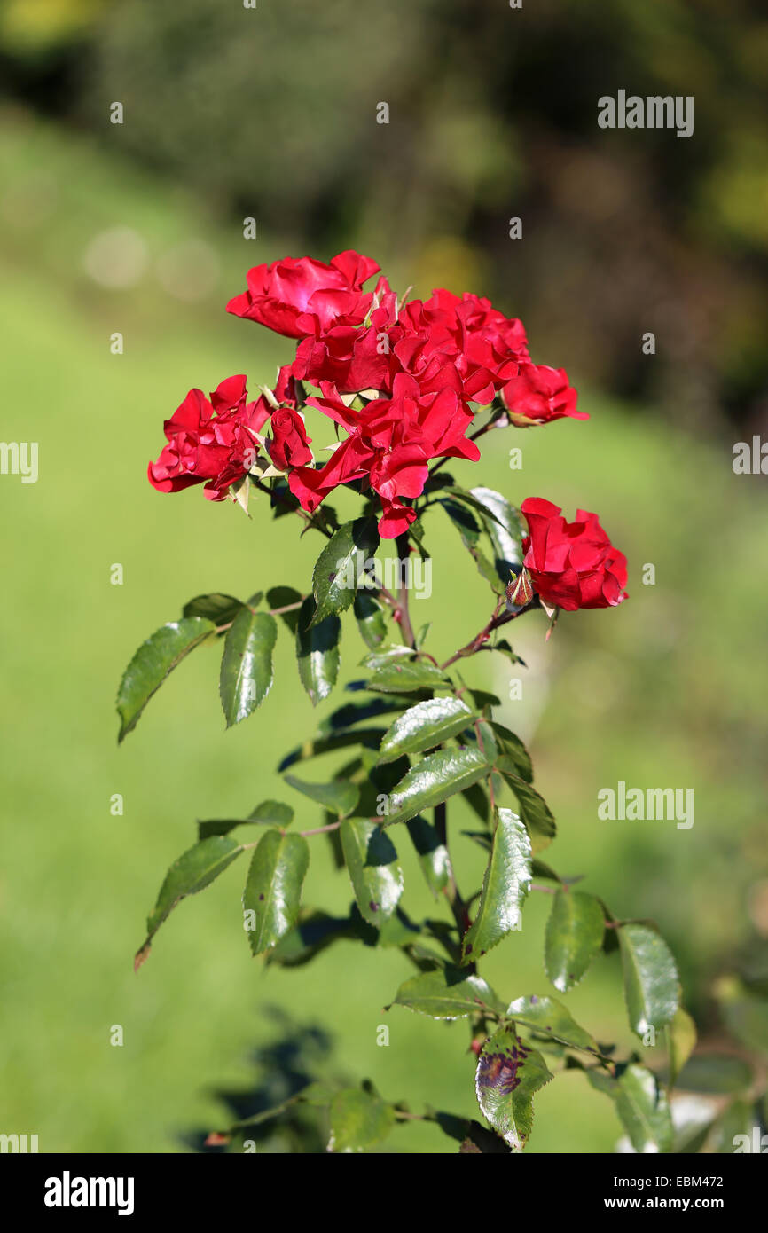 Beautiful rose garden is photographed close up Stock Photo - Alamy