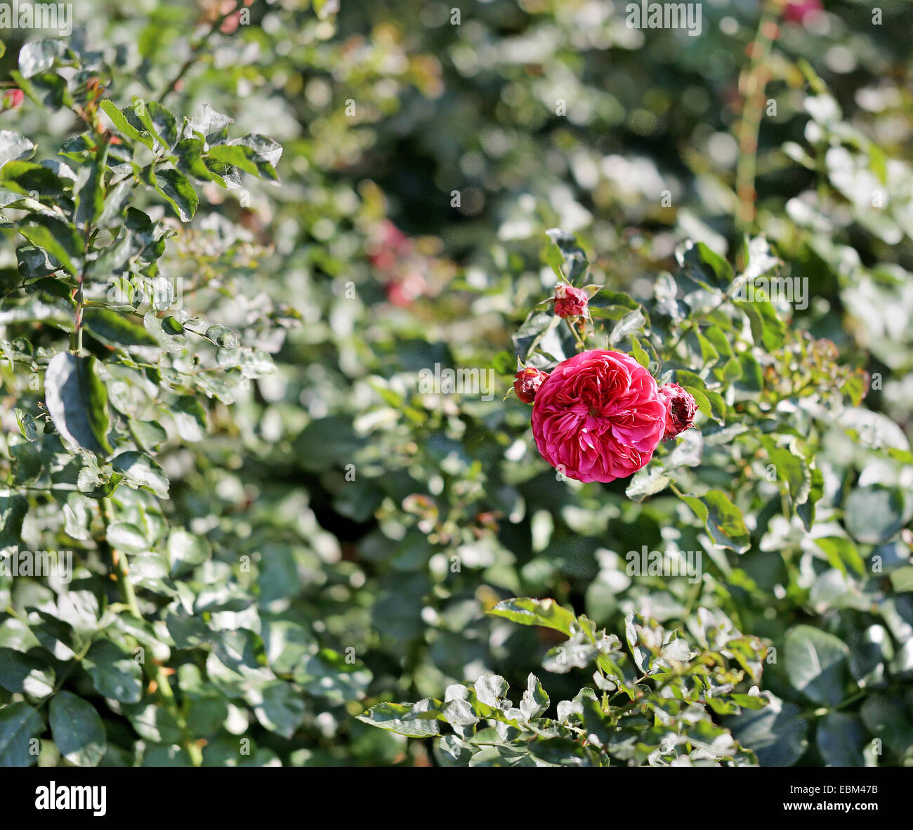 Beautiful rose garden is photographed close up Stock Photo - Alamy