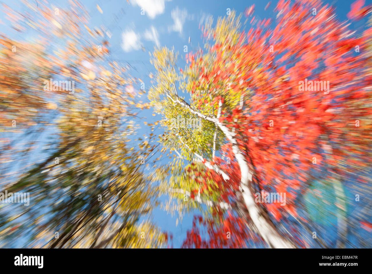 Birch trees in fall, Maine, zoom blur giving colorful effect of leaves ...