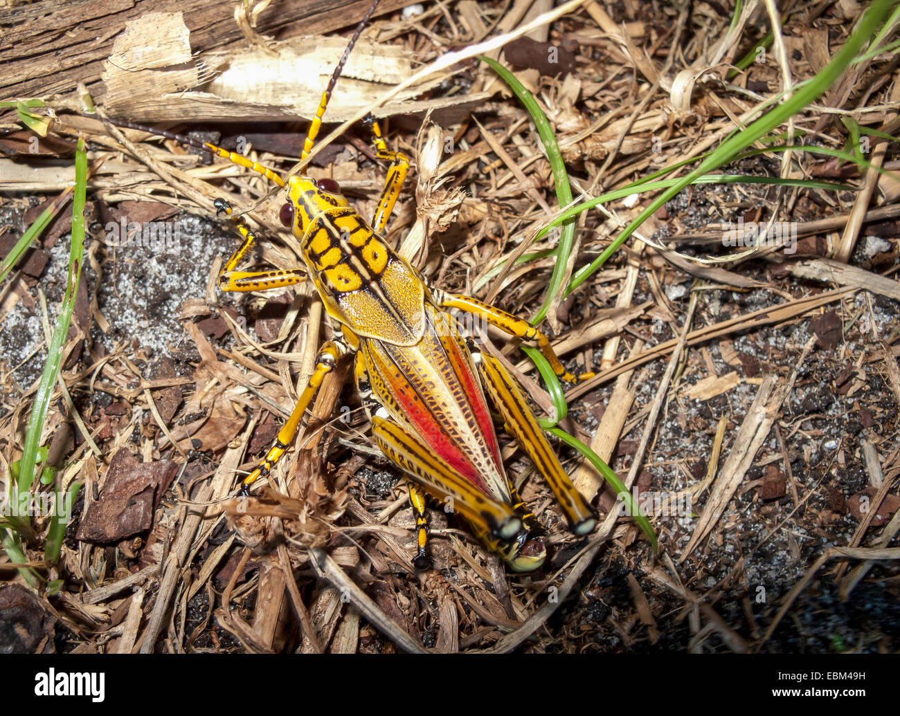 Land lubber grasshopper hi-res stock photography and images - Alamy