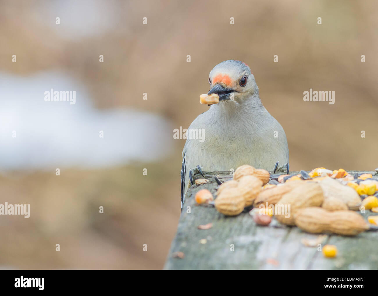 Male red-bellied woodpecker eating bird seed on a wooden post Stock ...