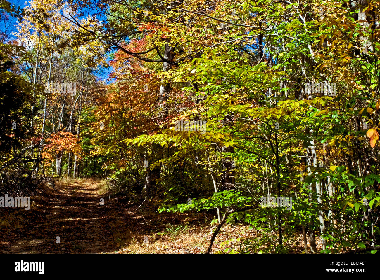 Fall Foliage Trees Indiana County High Resolution Stock Photography and ...