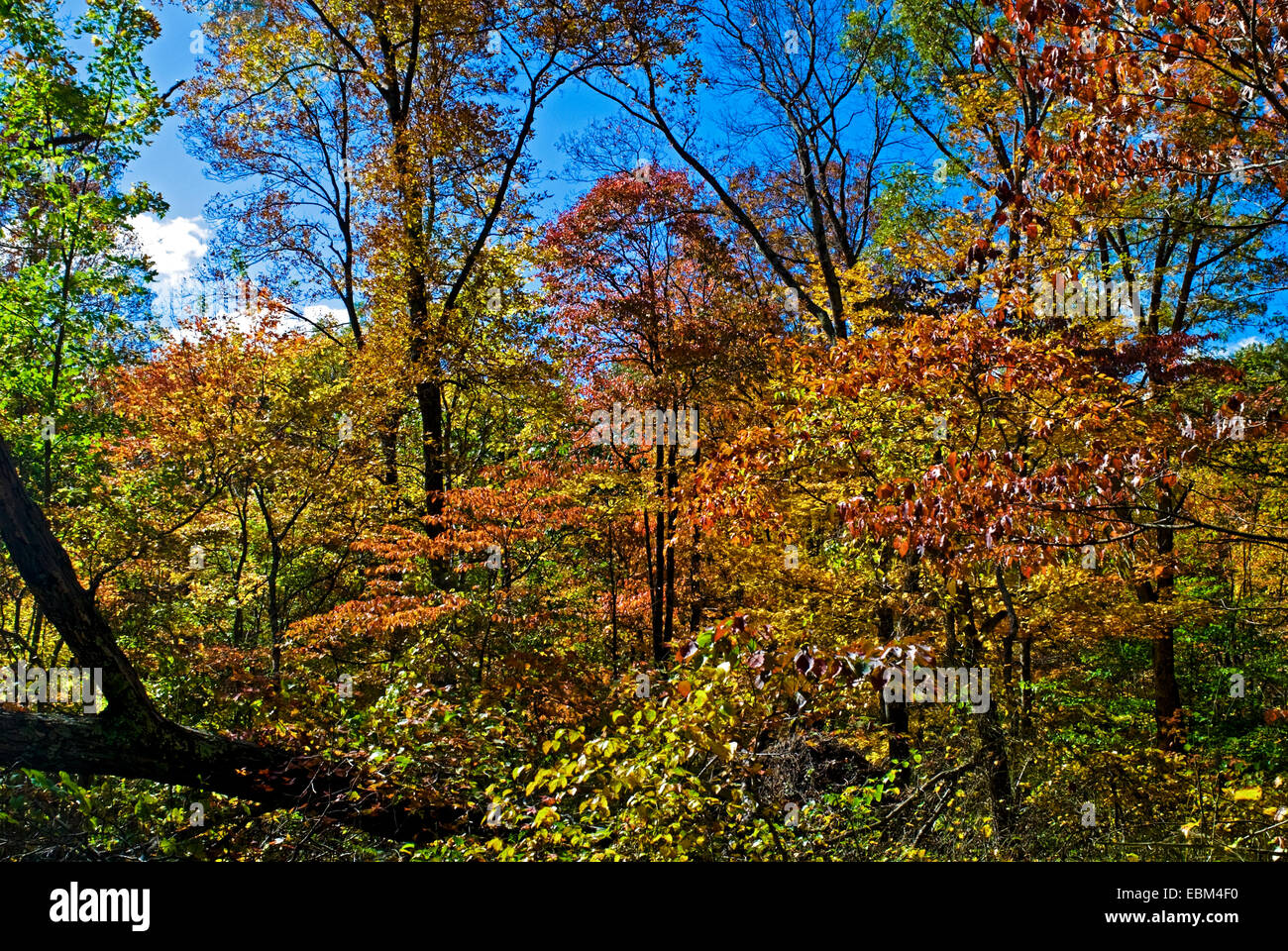 A forest in Brown County Indiana with fall foliage Stock Photo - Alamy
