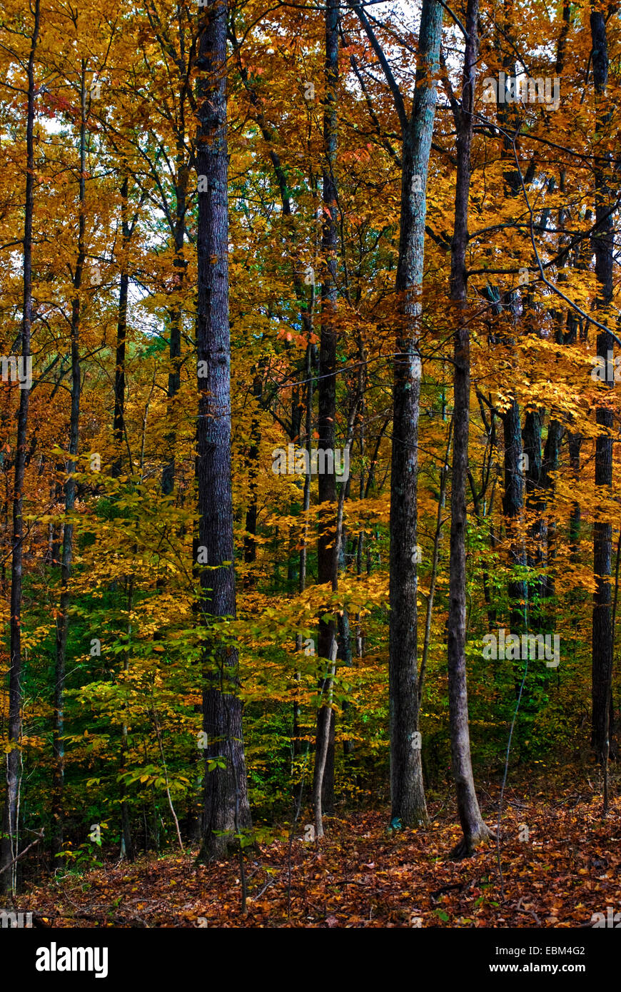 A forest in Brown County Indiana with fall foliage Stock Photo - Alamy