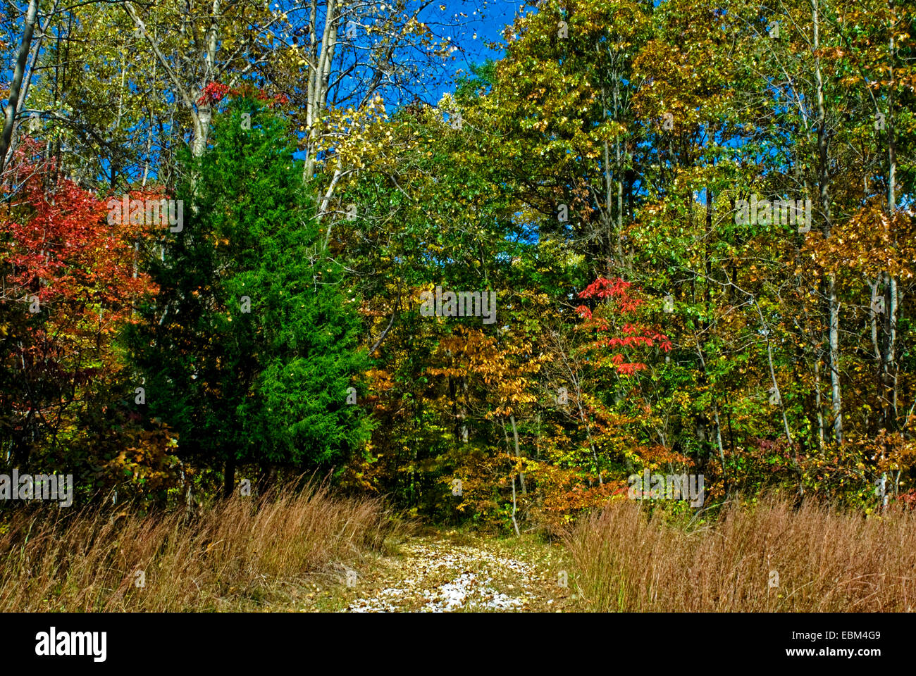A forest path in Brown County Indiana with fall foliage Stock Photo - Alamy