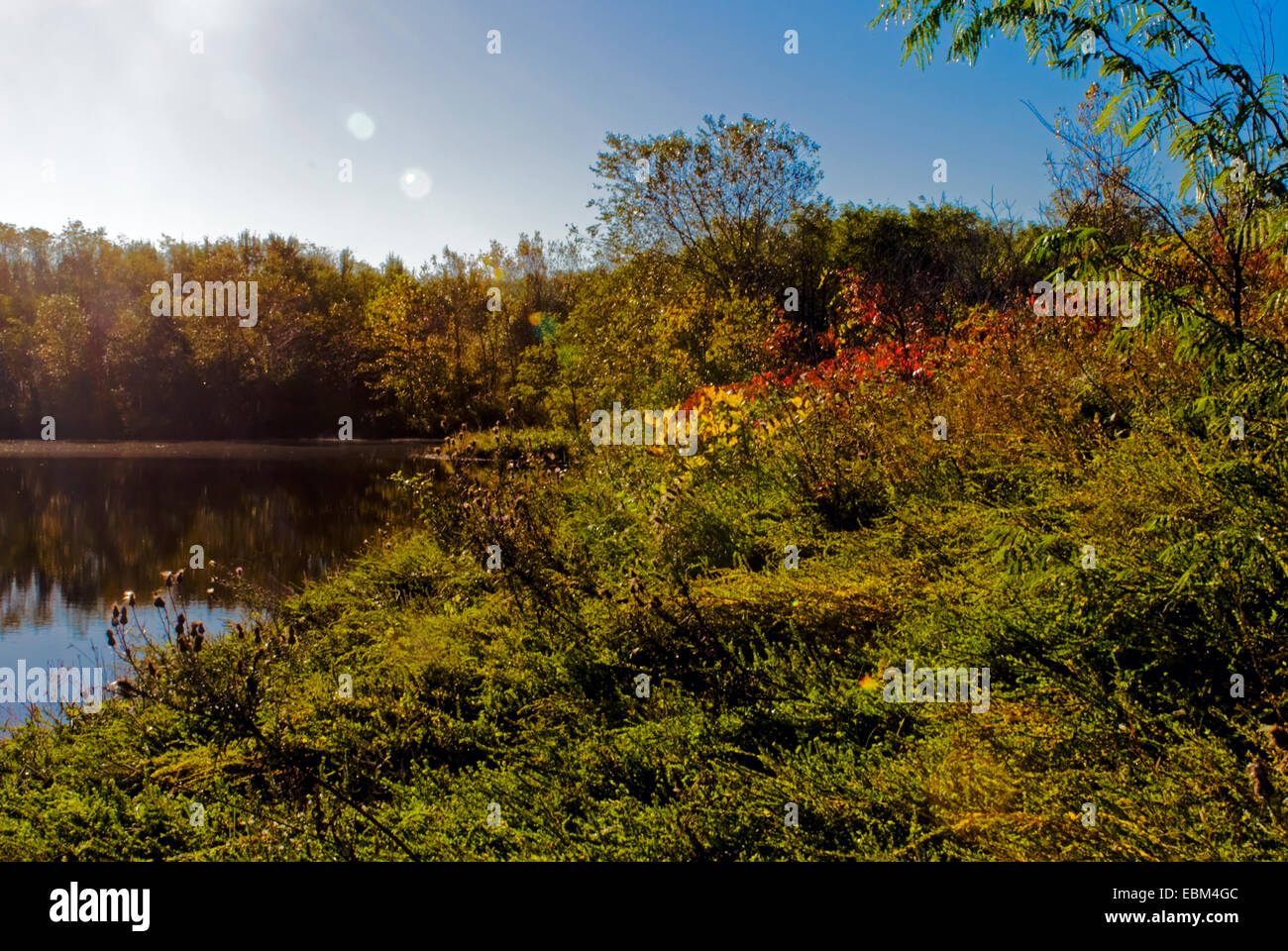 Indiana wild flowers hi-res stock photography and images - Alamy