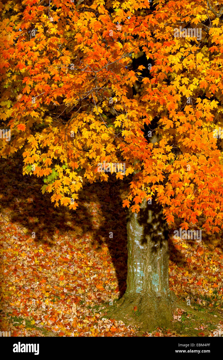 A brightly colored Maple tree in the fall with its leaves falling Stock ...