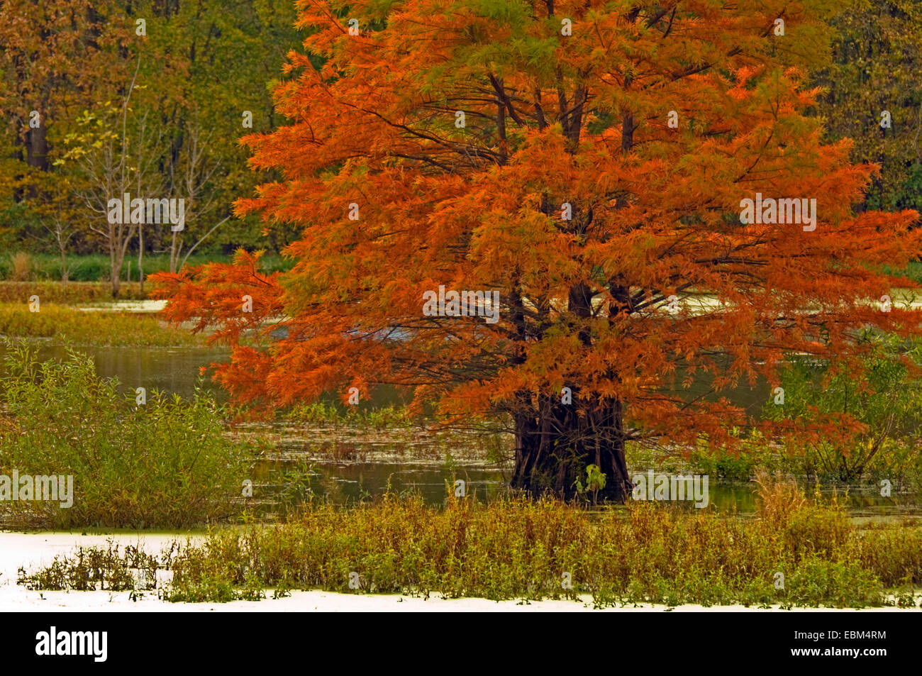 Marshland tree hi-res stock photography and images - Alamy