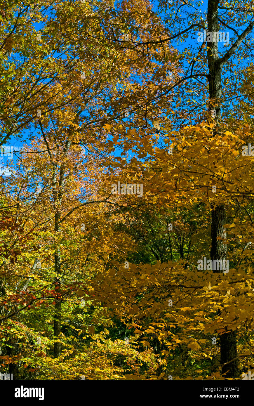 A forest in Brown County Indiana with fall foliage Stock Photo - Alamy