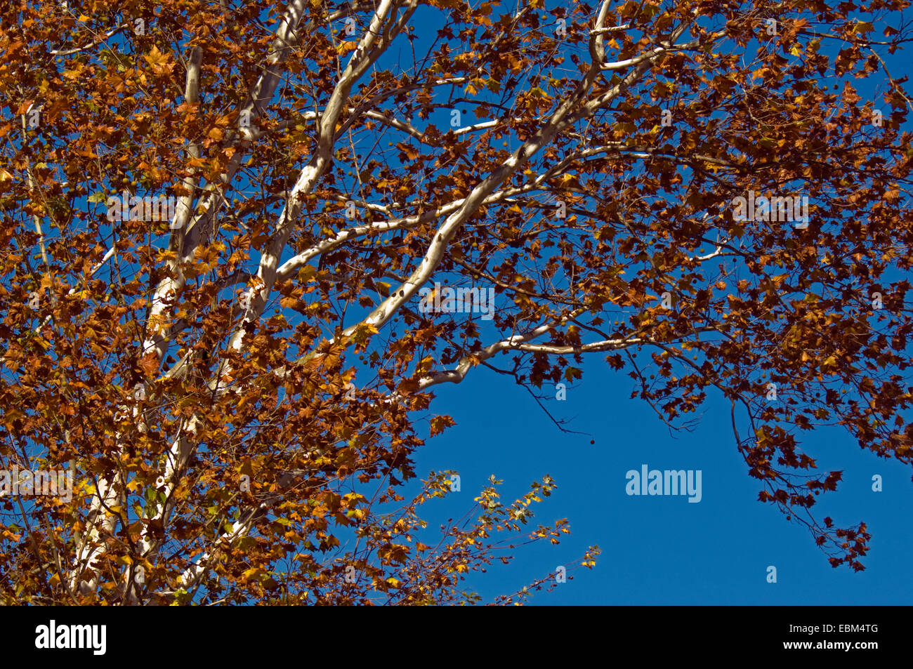 Sycamore tree limbs against a blue sky on an autumn day Stock Photo - Alamy