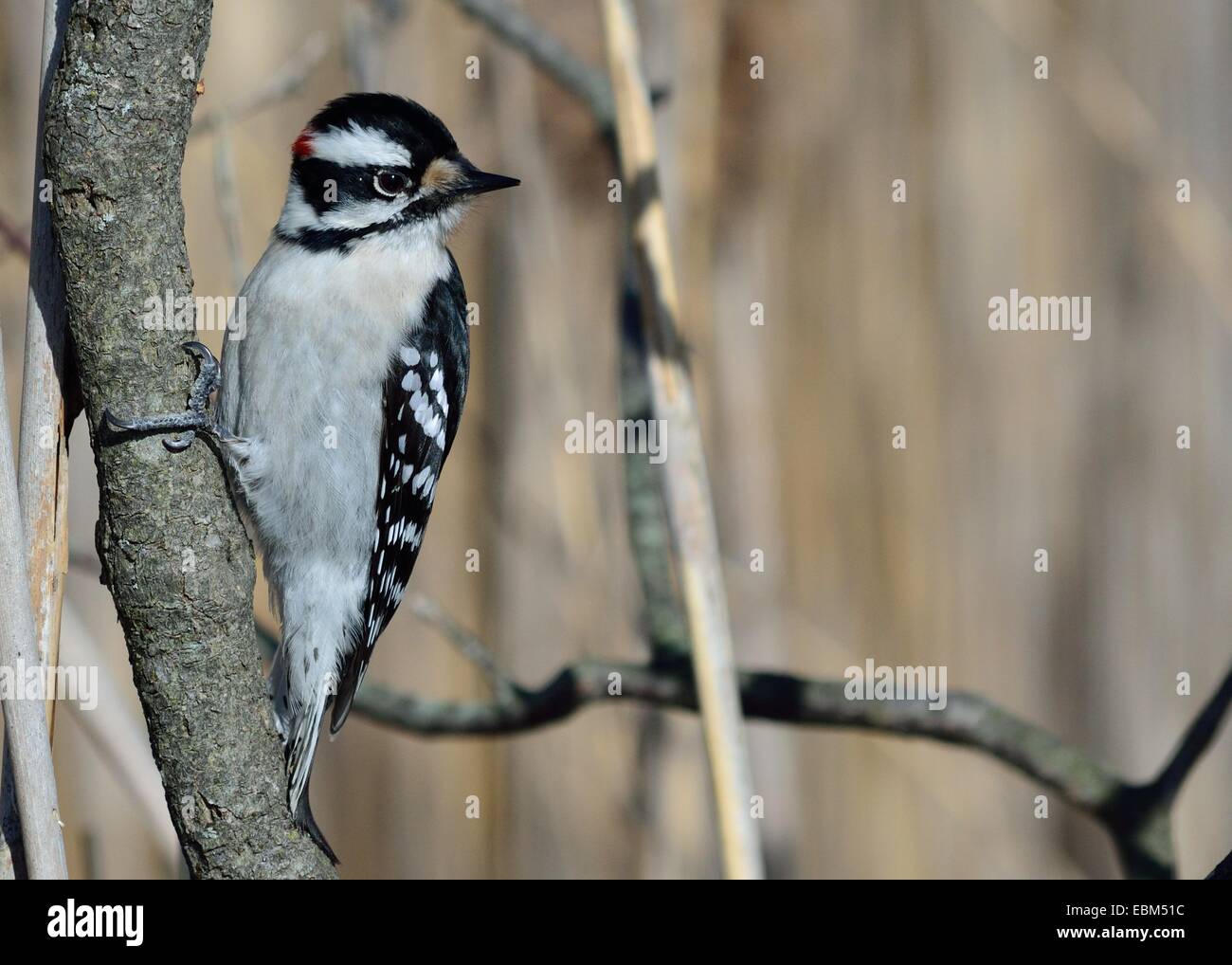 Male Downy Woodpecker perched on a tree trunk Stock Photo - Alamy