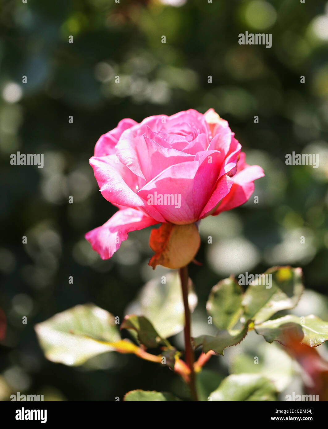 Beautiful rose garden is photographed close up Stock Photo - Alamy