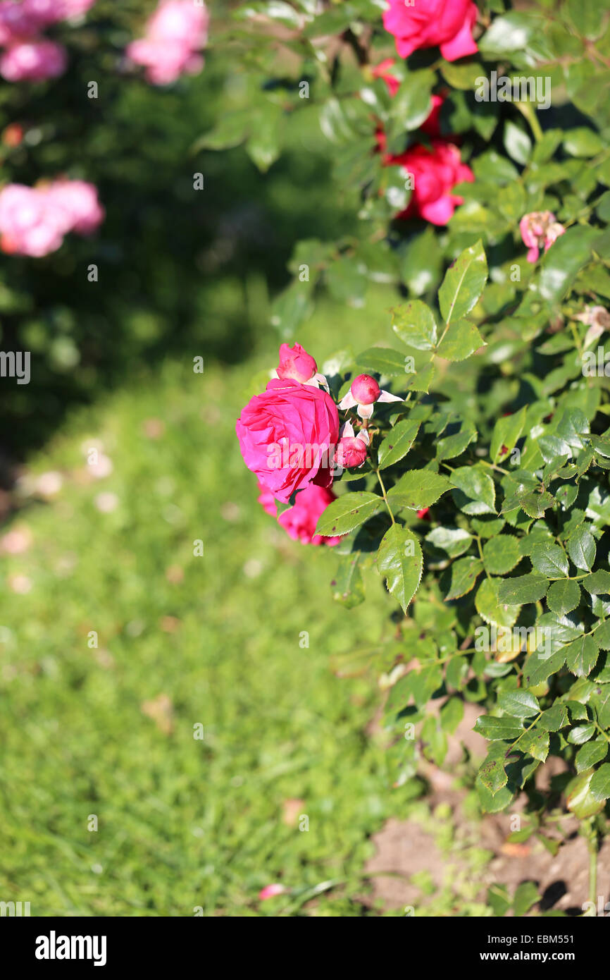 Beautiful rose garden is photographed close up Stock Photo - Alamy