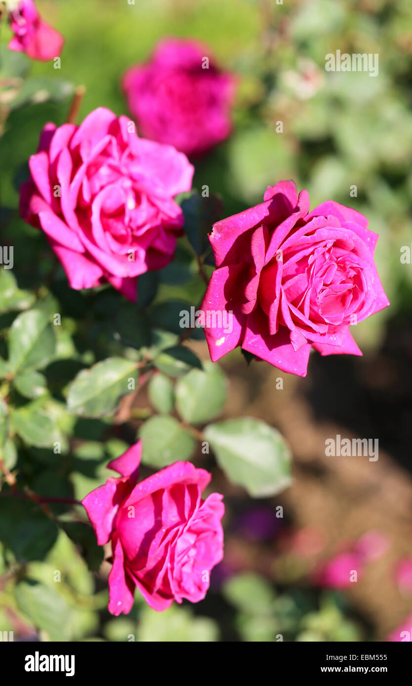 Beautiful rose garden is photographed close up Stock Photo - Alamy