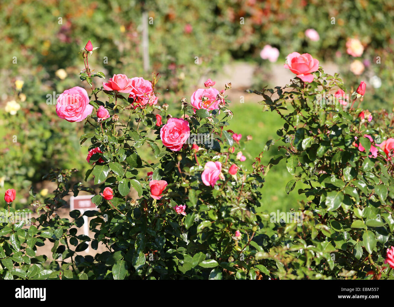 Beautiful rose garden is photographed close up Stock Photo - Alamy