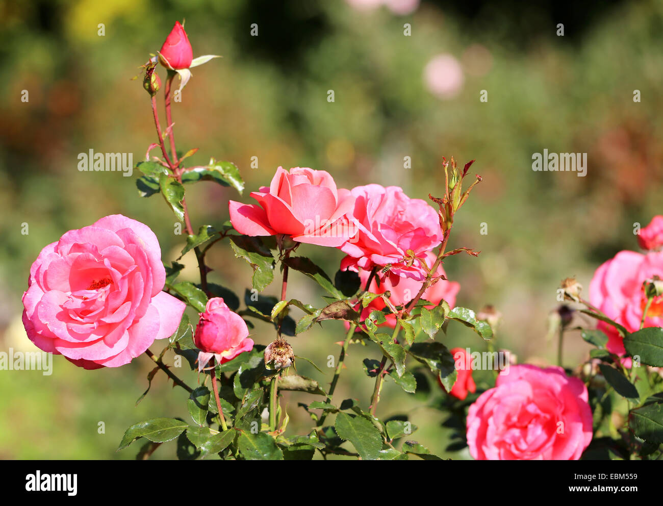 Beautiful rose garden is photographed close up Stock Photo - Alamy