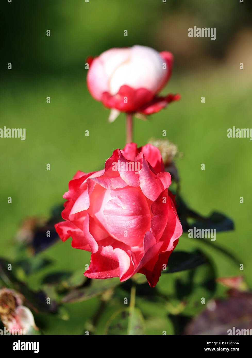 Beautiful rose garden is photographed close up Stock Photo - Alamy