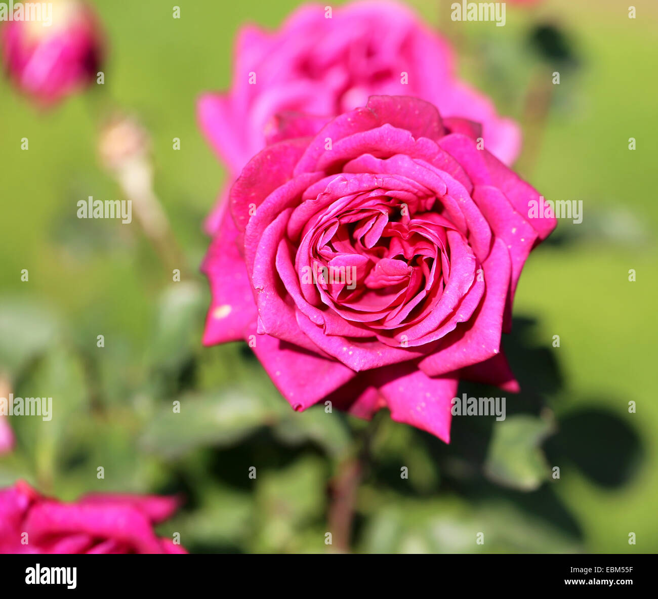 Beautiful rose garden is photographed close up Stock Photo - Alamy