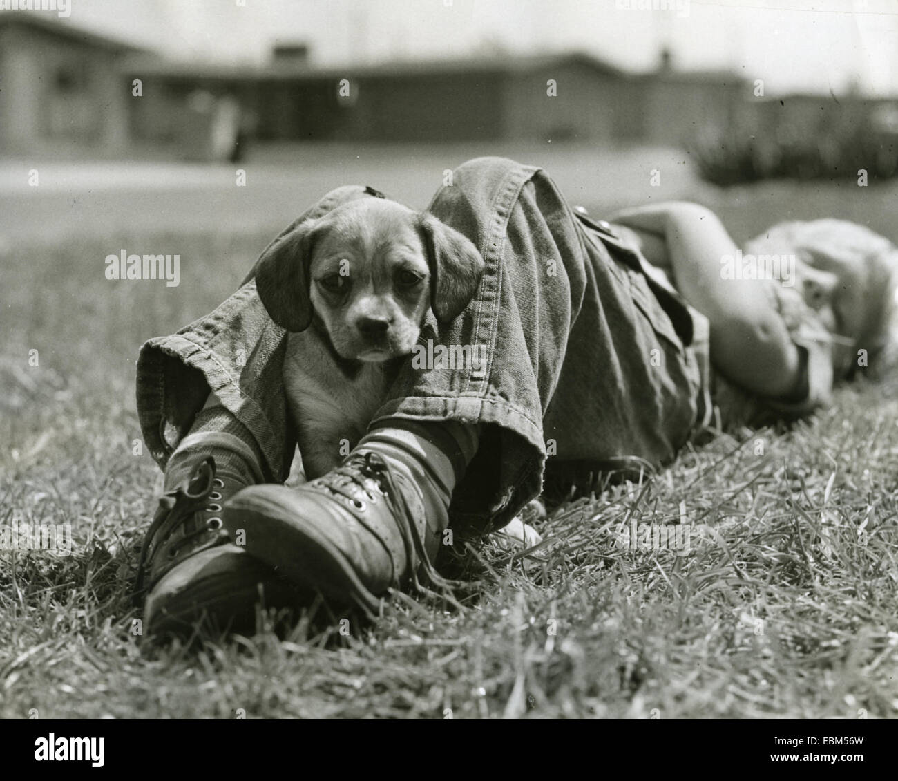 Boy with his pets hi-res stock photography and images - Alamy